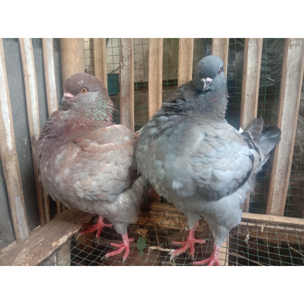 Jual Merpati Hias Show King | Shopee Indonesia