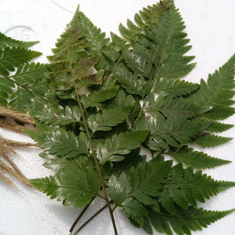 Jual Daun Pakis Kering Abadi Warna Hijau Natural | Shopee Indonesia