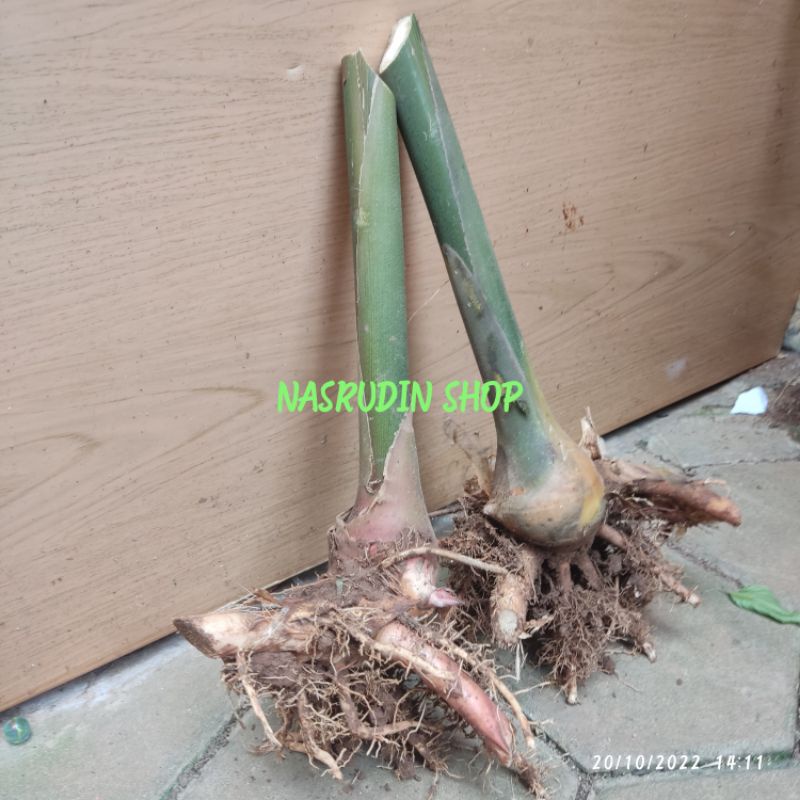 Jual BIBIT TEPUS 1KG ISI 2 (bonggolan) SIAP TANAM BUKAN COMBRANG BUKAN ...