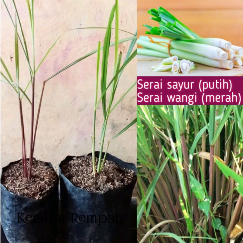 Jual Bibit Tanaman Serai Tanaman Sereh Siap Tanam | Shopee Indonesia