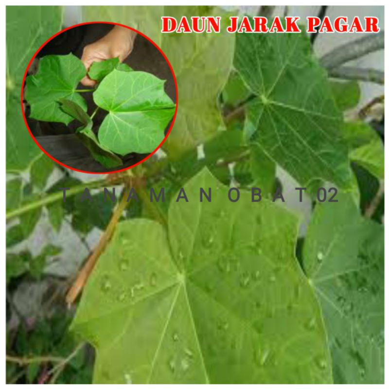 Jual DAUN JARAK PAGAR ISI 15 LEMBAR | Shopee Indonesia