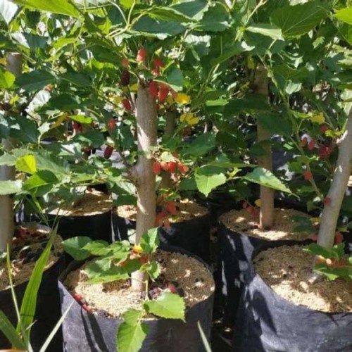 Jual Tanaman Murbei Batang besar dan berbuah Rimbun | Shopee Indonesia
