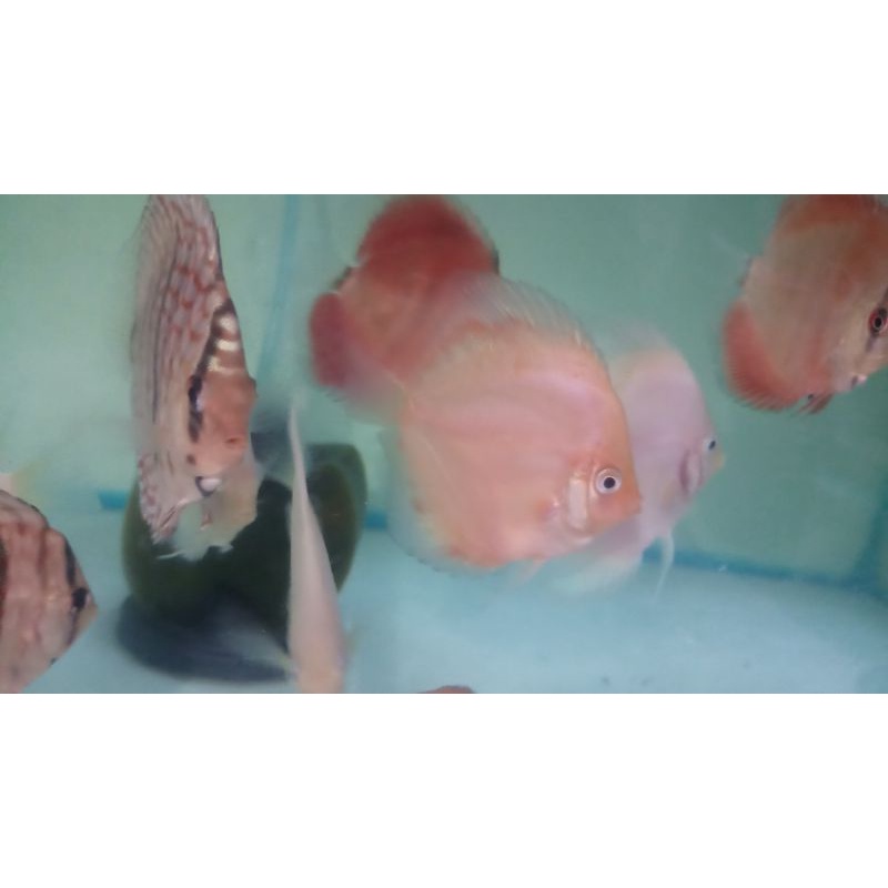 Jual ikan hias air tawar ikan Discus Calico size 2inc | Shopee Indonesia