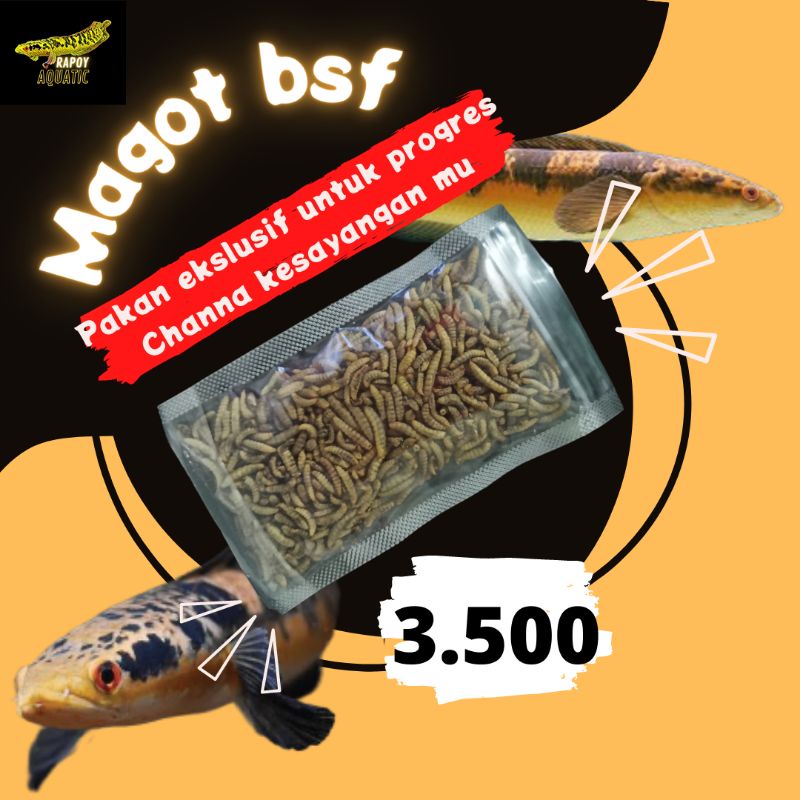 Jual Magot progres Channa (magot bsf kering) | Shopee Indonesia