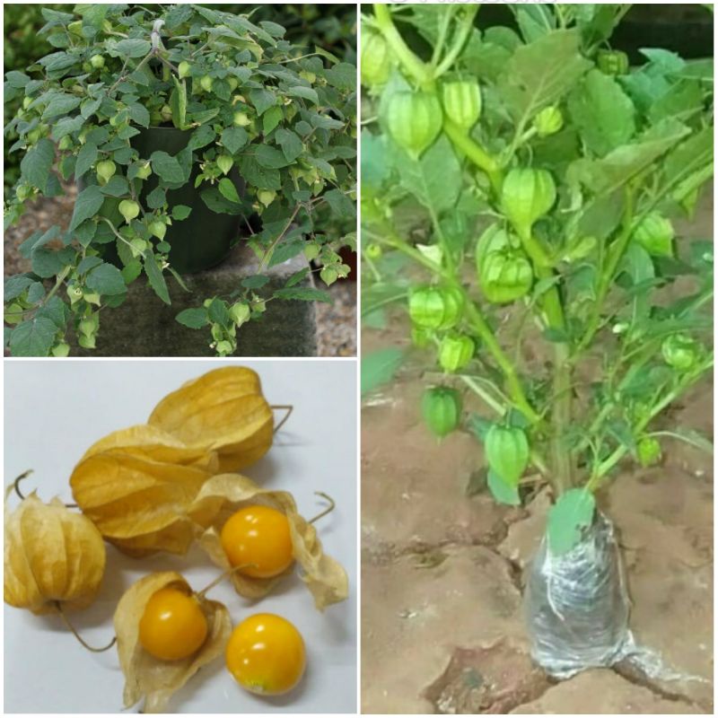 Jual Tanaman Buah Ciplukan / Ceplukan Buah (Bukan Tanaman Liar) Ground ...