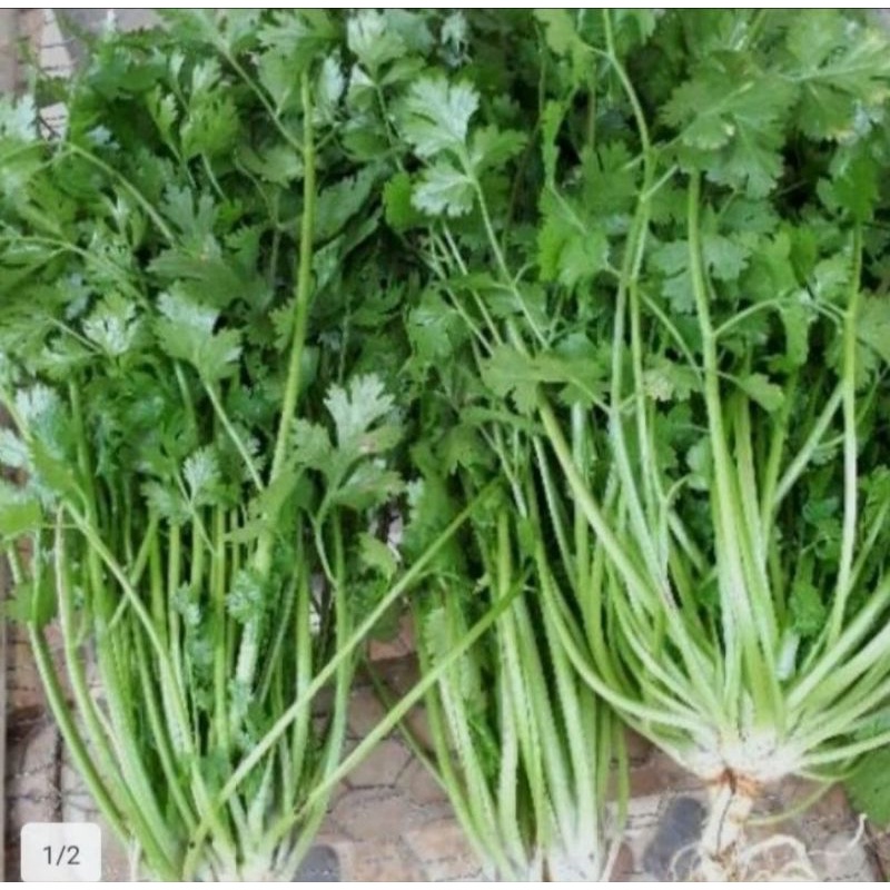 Jual Daun Ketumbar (wansui) harga per 100gr. | Shopee Indonesia