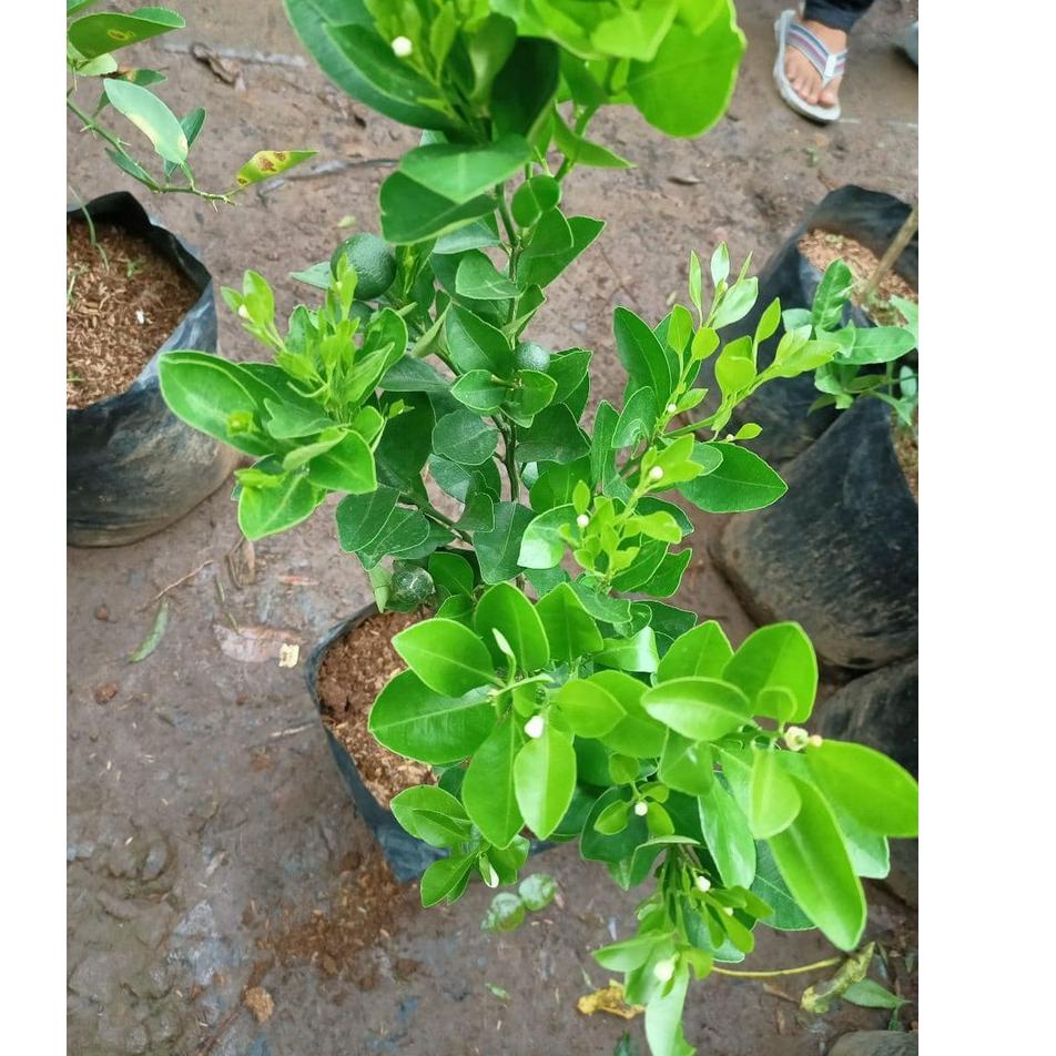 Jual CV.22Oc22r BIBIT tanaman pohon buah JERUK NIPIS / limo limau keep ...