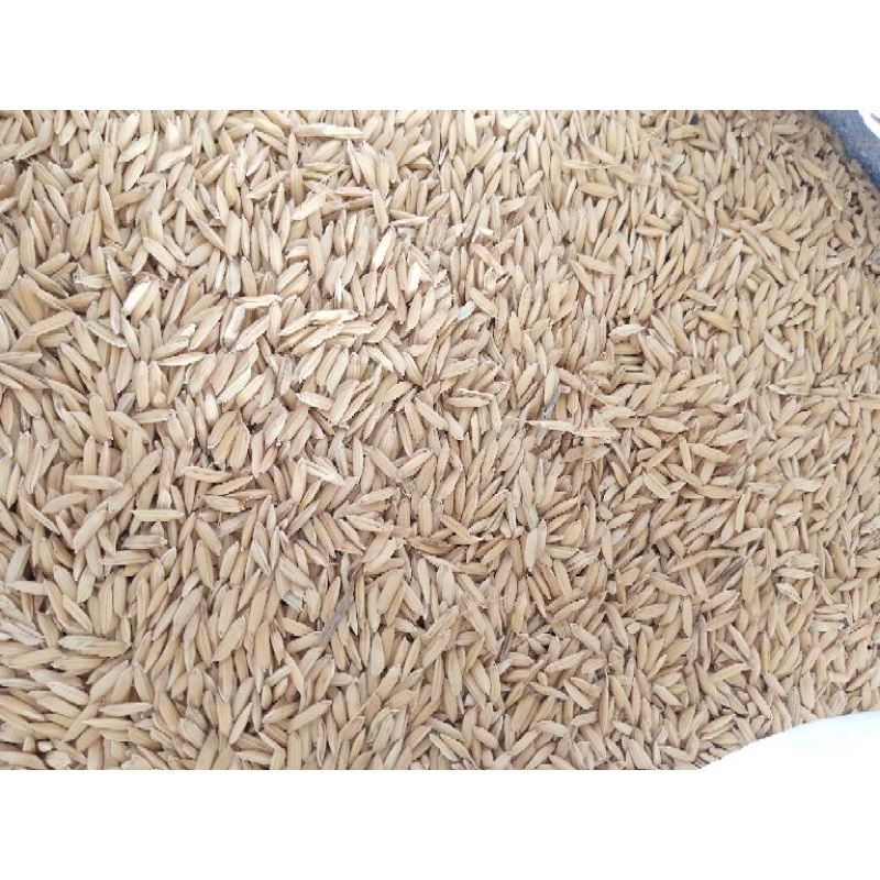 Jual Padi gabah kering beras putih | Shopee Indonesia