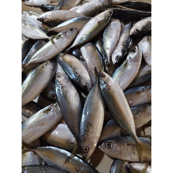 Jual ikan kembung fresh | Shopee Indonesia