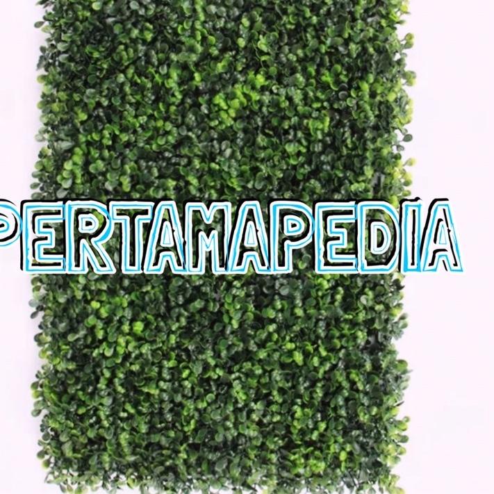 Jual Berkualitas--RUMPUT FINDLOVE / RUMPUT DOLAR/ RUMPUT DOLLAR ...