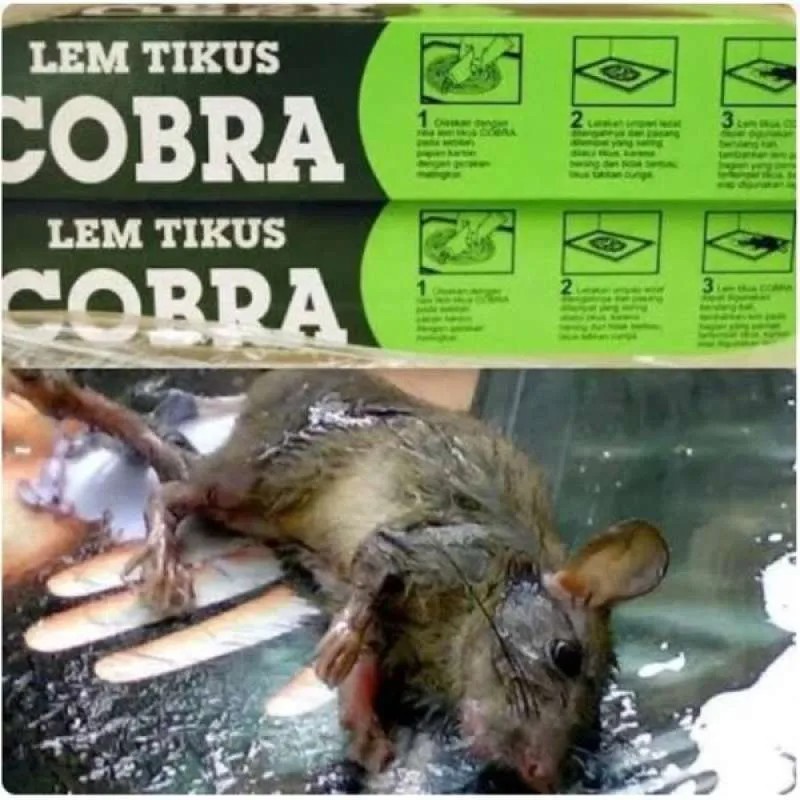 Jual LEM TIKUS COBRA original / lem perangkap tikus super lengket ...
