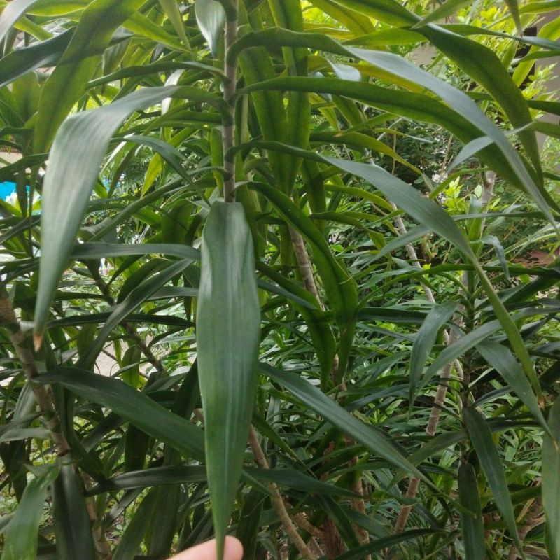 Jual Daun suji. Daun pandan hijau.Daun suji pewarna hijau organik segar ...