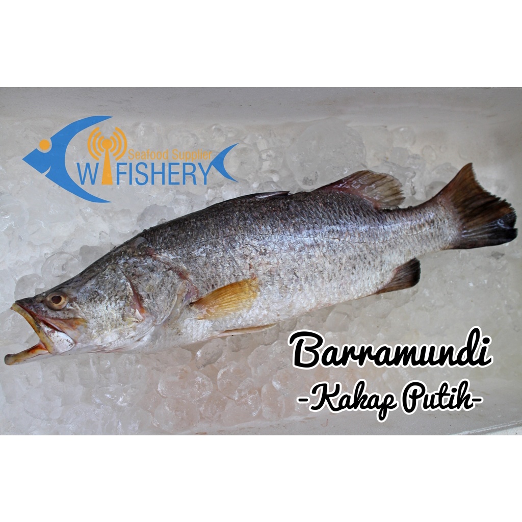 Jual Kakap Putih - Barramundi Fresh | Shopee Indonesia