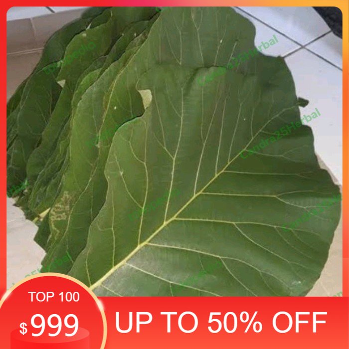 Jual Daun jati jawa segar sangat cocok untuk bungkus makanan gudeg 1 ...