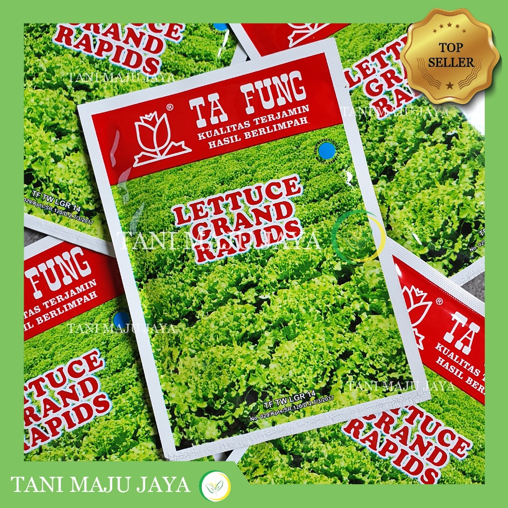 Jual Benih Selada Lettuce Hijau Grand Rapids 10 gram Sela Letus Lalapan ...