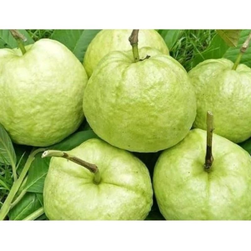 Jual jambu kristal super 1 kg | Shopee Indonesia