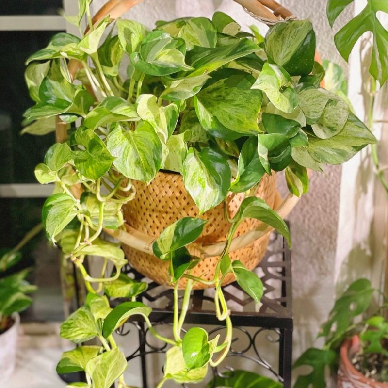 Jual Tanaman hias sirih gading manjula / sirih gading keong varigata ...