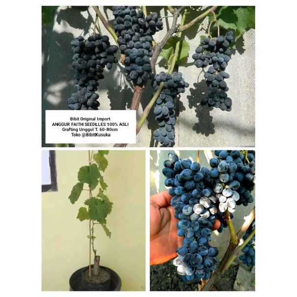 Jual Bibit Unggul ANGGUR FAITH SEEDLESS orgiginal No.1 Cepat Berbuah ...