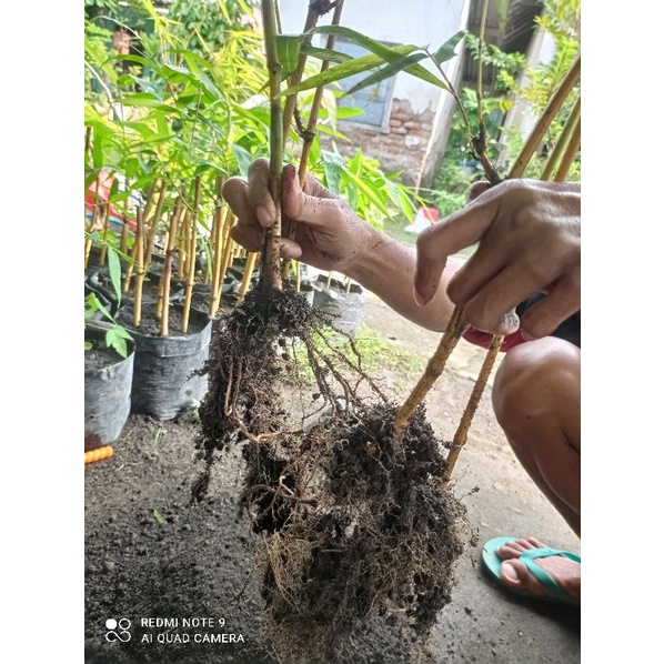 Jual bibit bambu kuning asli | Shopee Indonesia