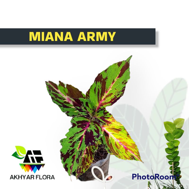 Jual miana army tanaman hias daun miyana loreng hias taman outdor ...