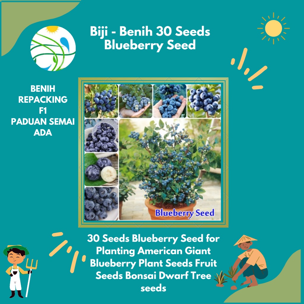 Jual Benih Biji BLUEBERRY isi 30 Seeds Blueberry Seed for Planting ...