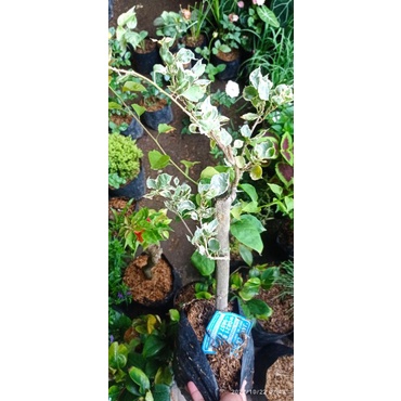 Jual Tanaman Bunga Hias Bougenville Id Mashuri Bunga Kuning Shopee