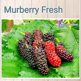 Jual Buah Mulberry Terlengkap & Harga Terbaru Juni 2024 | Shopee Indonesia