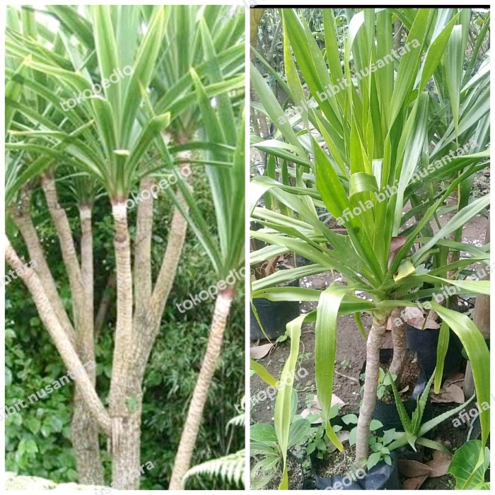 Jual Bibit tanaman hias pandan Bali tinggi 60-80 cm | Shopee Indonesia
