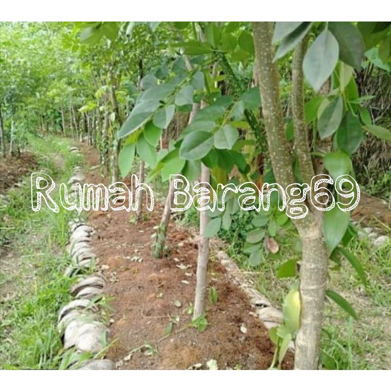 Jual Bibit Stek Pohon Gamal Tinggi 1 meter | Shopee Indonesia