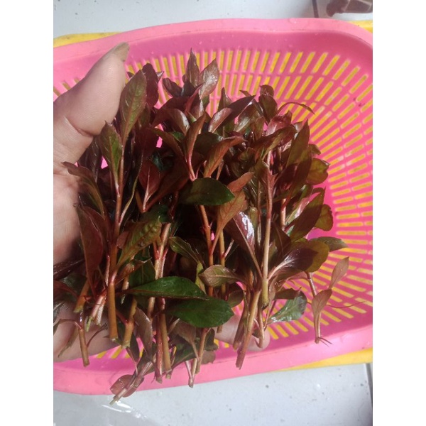 Jual red rubin 5 batang | Shopee Indonesia