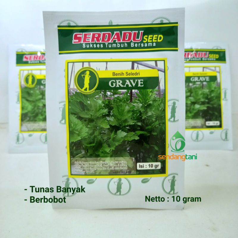 Jual Seledri GRAVE Serdadu Seed Benih Bibit Seledri Unggul Tahan ...