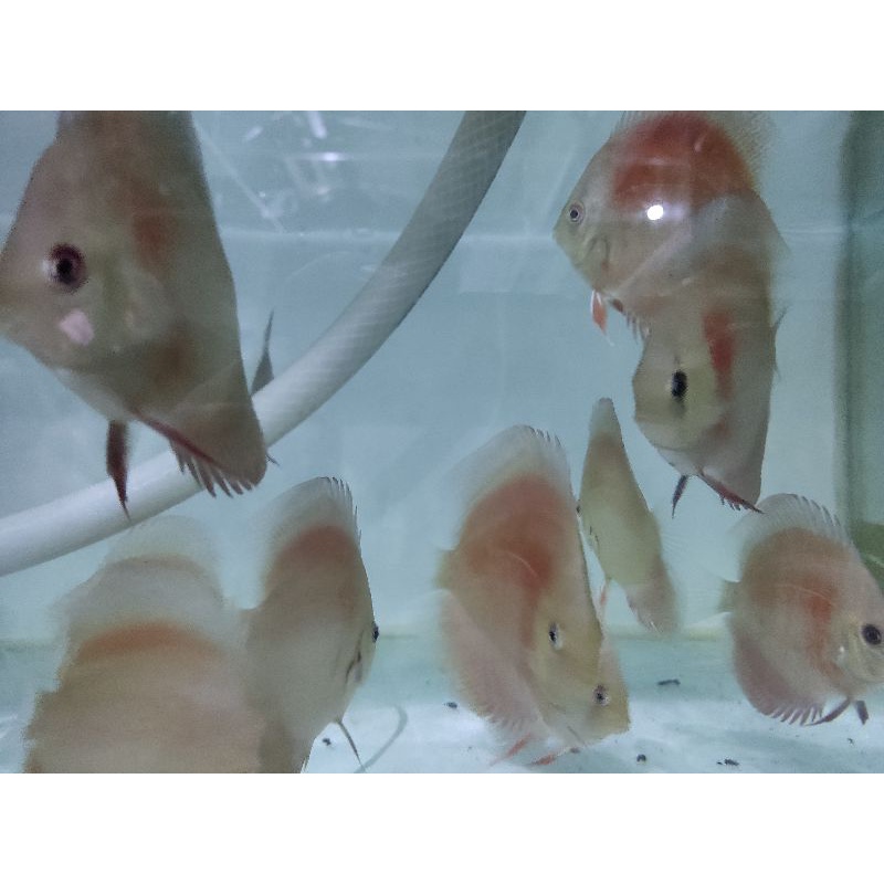 Jual Ikan Discus San Merah Blue Rim | Shopee Indonesia