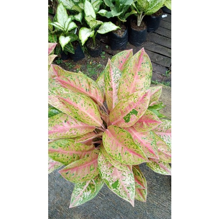 Jual rumpun | Shopee Indonesia