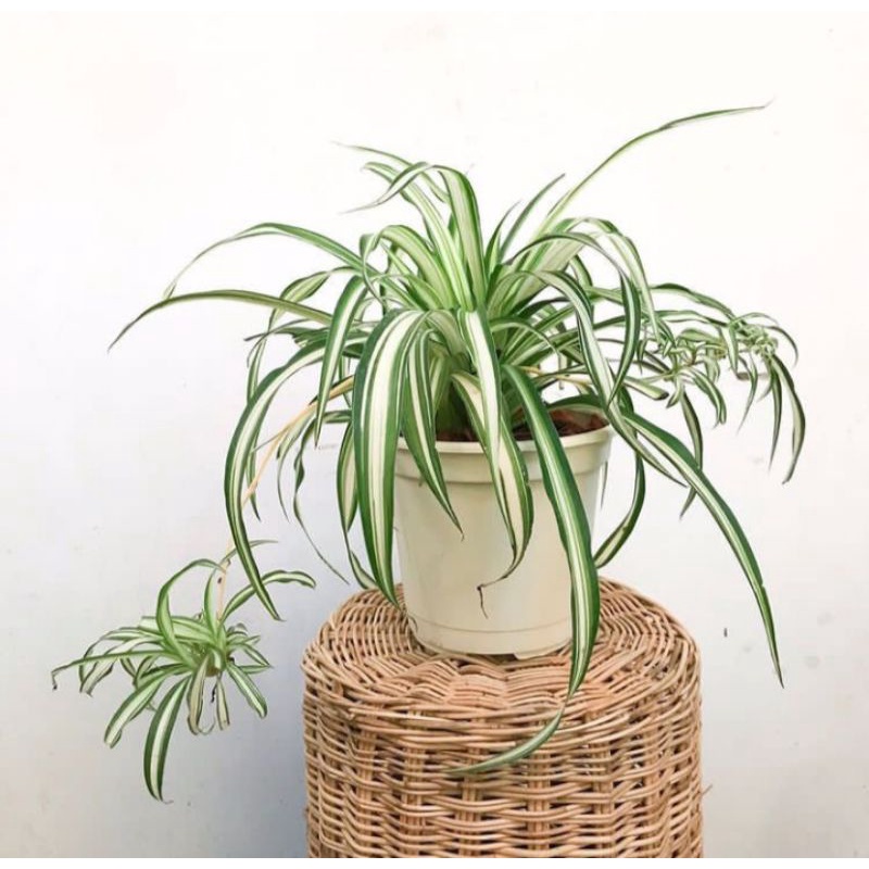 Jual tanaman hias spider plant - spider lily | Shopee Indonesia