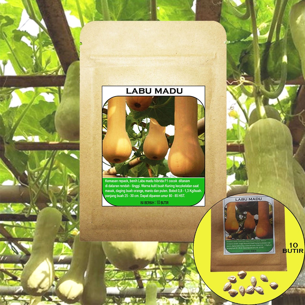 Jual Benih Labu Madu Hibrida isi 10 butir | Shopee Indonesia