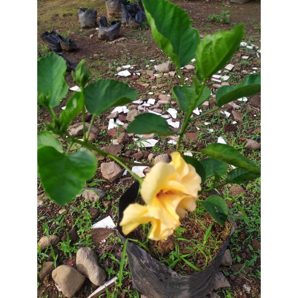 Jual pohon bunga sepatu kuning tanaman hias 40/45cm | Shopee Indonesia