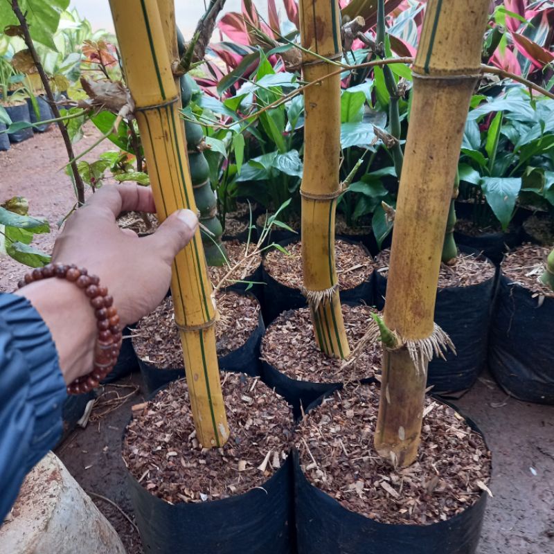 Jual TANAMAN HIAS BAMBU KUNING AMPEL/BAMBU PENANGKAL GOIB | Shopee ...