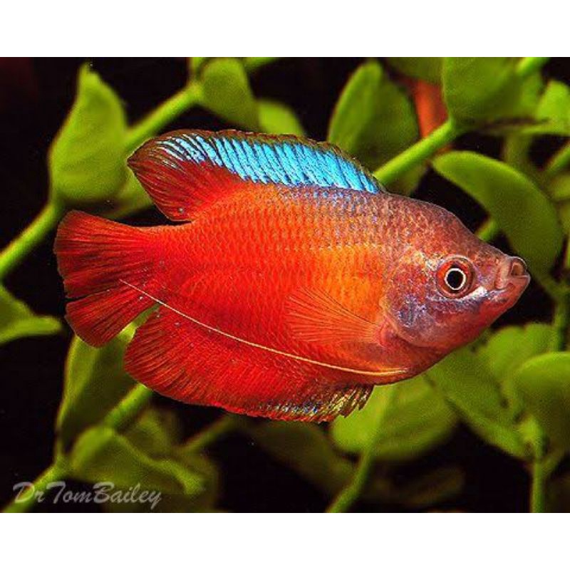 Jual Flame Dwarf Gourami | Shopee Indonesia