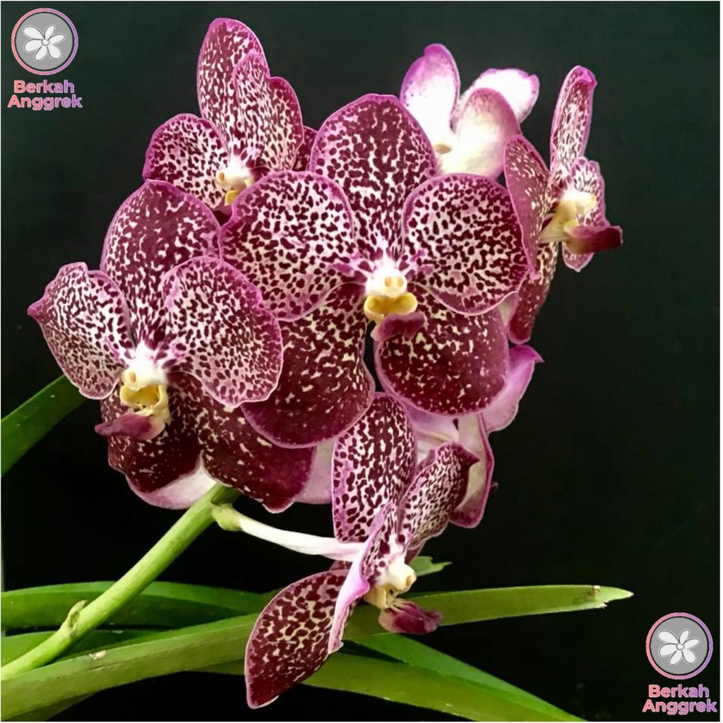 Jual Anggrek Vanda Hybrid Seedling Bunga Besar Semua ada ID nya ...