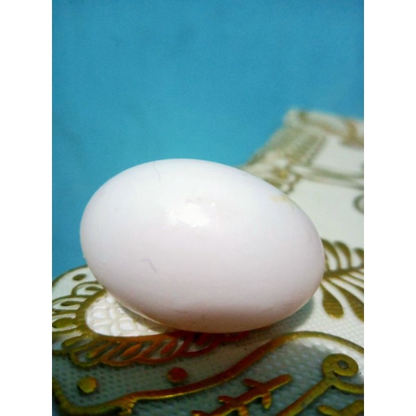 Jual telor asli burung merpati | Shopee Indonesia