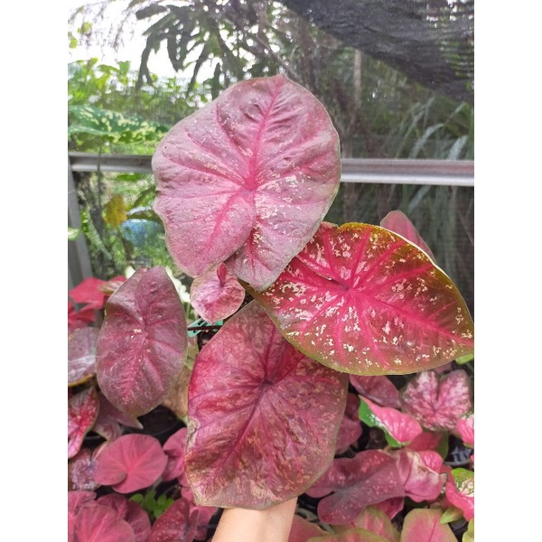 Jual Keladi red devil/Caladium red devil/keladi hybrid setan merah ...