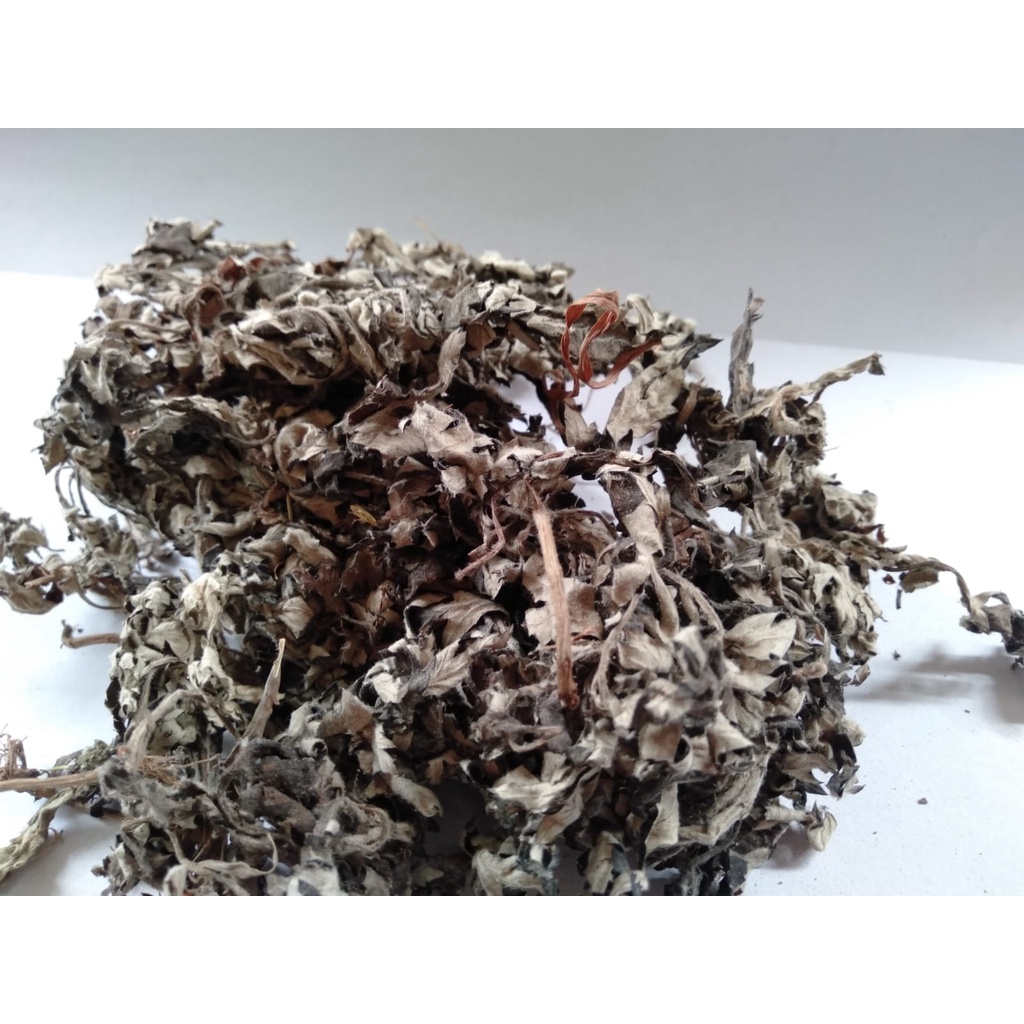 Jual Daun Baru Cina Kering / Hia / Mugwort 500gr | Shopee Indonesia