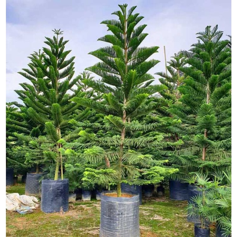 Jual Tanaman Cemara Pentris / Cemara Norfolk uk Sedang / Araucaria ...