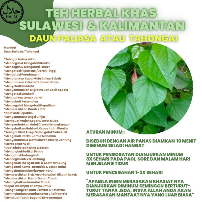 Jual TEH DAUN PALIASA ATAU TAHONGAI ( 1 pack isi 30 pcs teh ) | Shopee ...