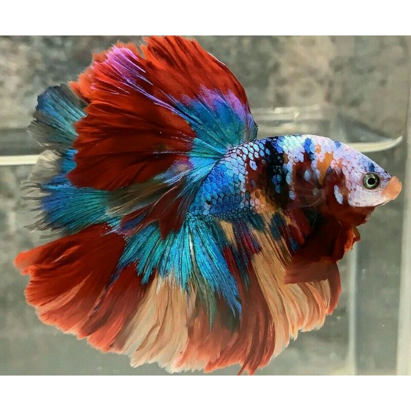 Jual Satu Pasang Halfmoon Multicolor Male Female | Shopee Indonesia