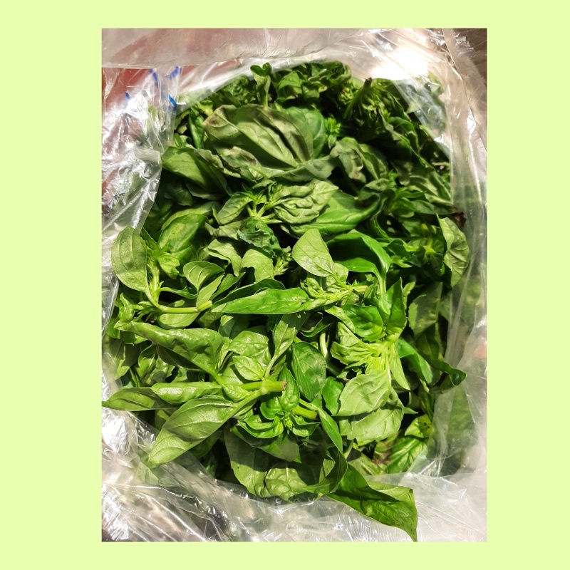 Jual Daun basil / basil leaves fresh | Shopee Indonesia