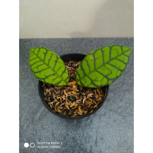 Jual hoya callistophylla 2 daun | Shopee Indonesia
