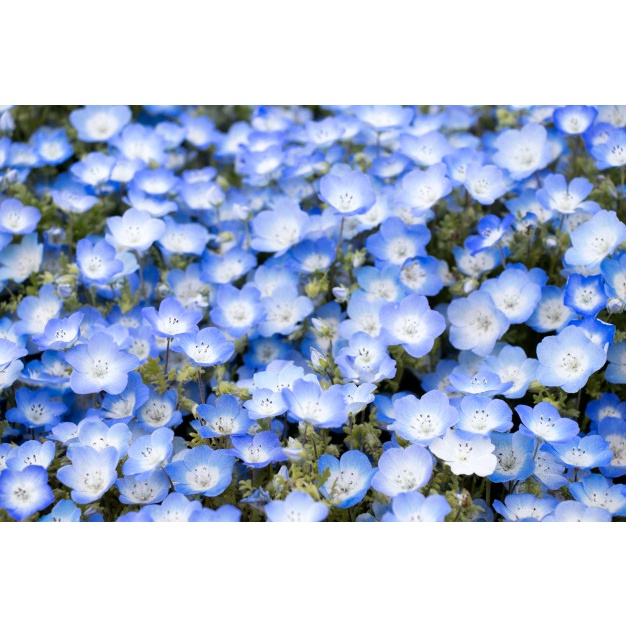 Jual Tanaman hias bunga blue eyes / tanaman bunga blue eye / tanaman ...