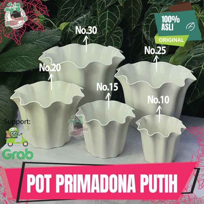 Jual Pot Bunga Tanaman Hias Shallom Primadona Putih Motif Kembang Tebal ...