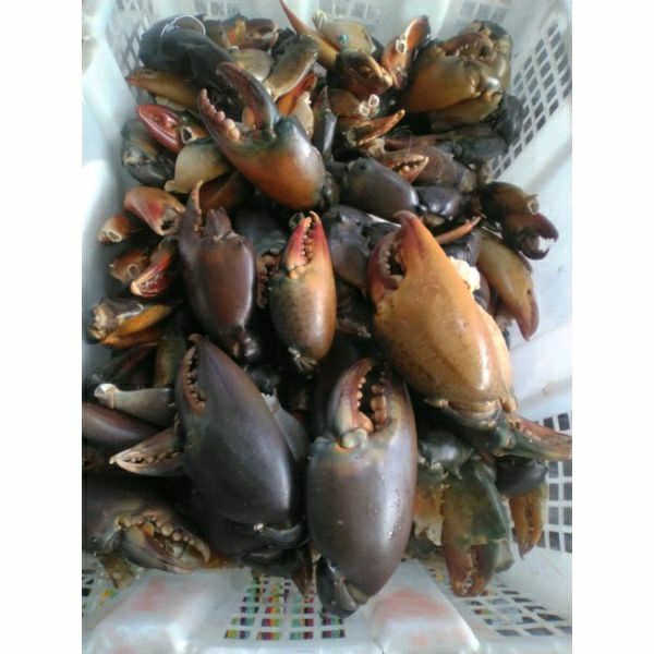 Jual Capit Kepiting Bakau Jumbo | Shopee Indonesia